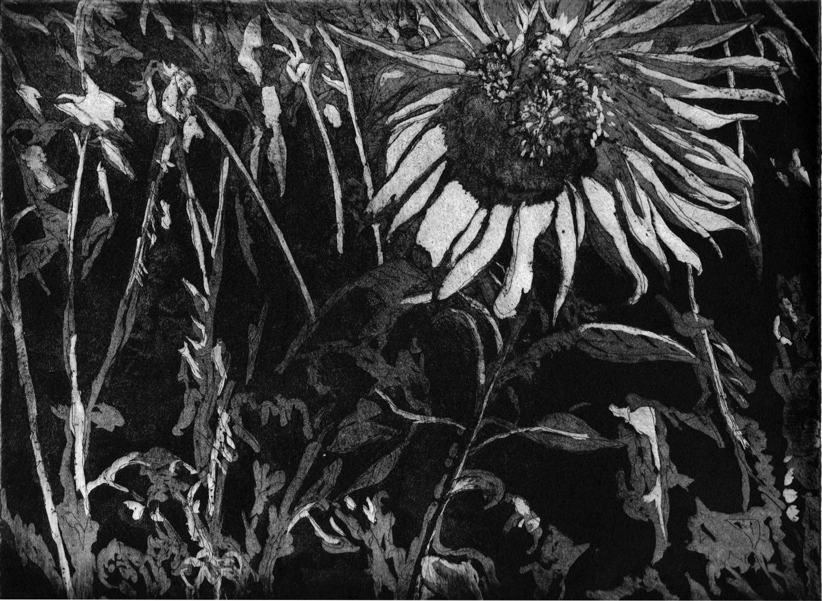 Beverley Matchette-Downes - Bespoke Framing